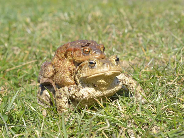 Poop toad Stock Photos, Royalty Free Poop toad Images | Depositphotos