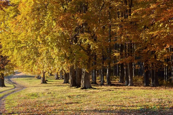 Autumn / Gold Trees in a park - Stock Image - Everypixel
