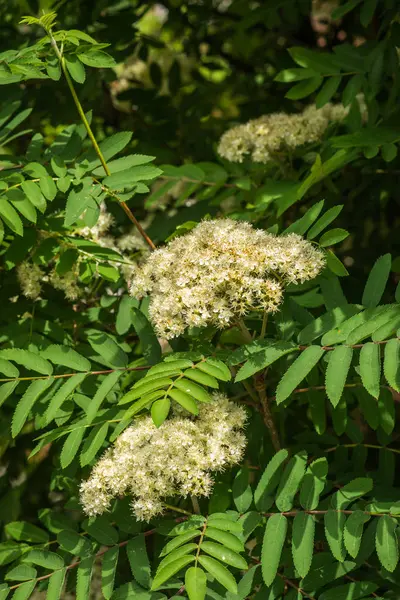 White sumac Stock Photos, Royalty Free White sumac Images | Depositphotos