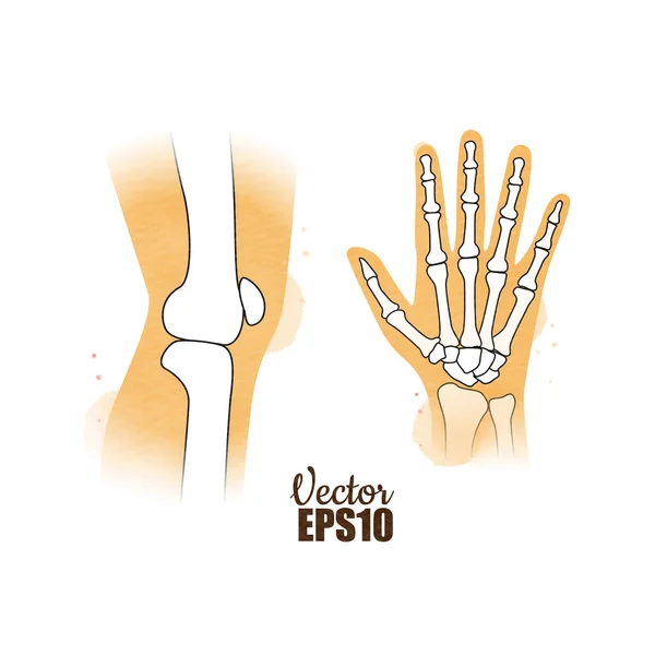 Joelho juntar Vector Art Stock Images | Depositphotos