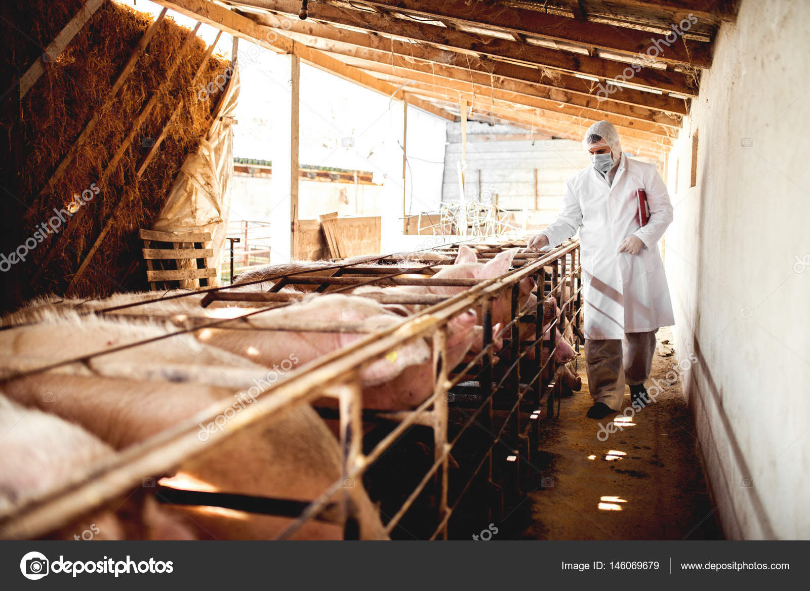 Veterinarian examining pig farm — Stock Photo © dusanpetkovic #146069679