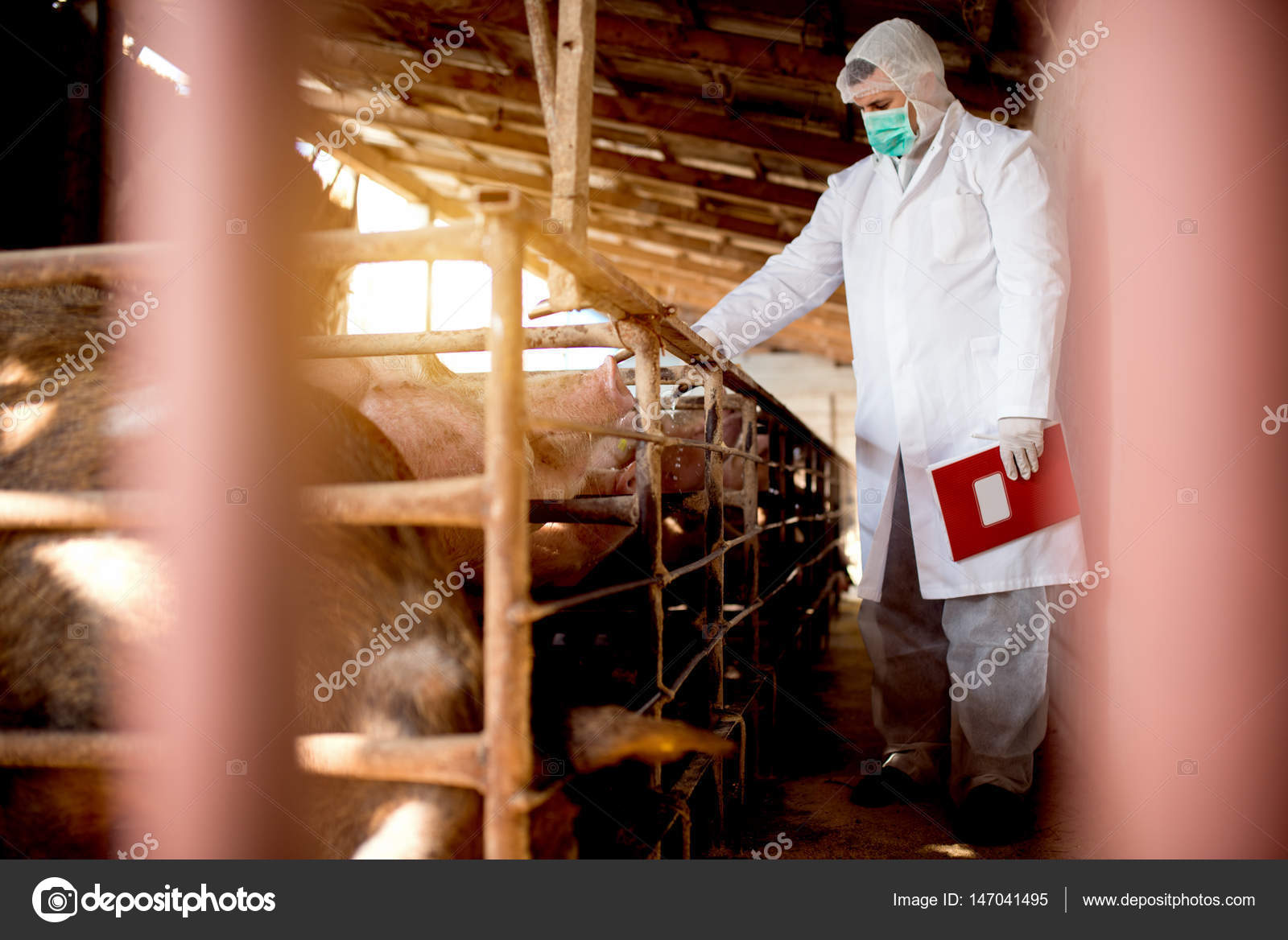 Veterinarian examining pig farm — Stock Photo © dusanpetkovic #147041495