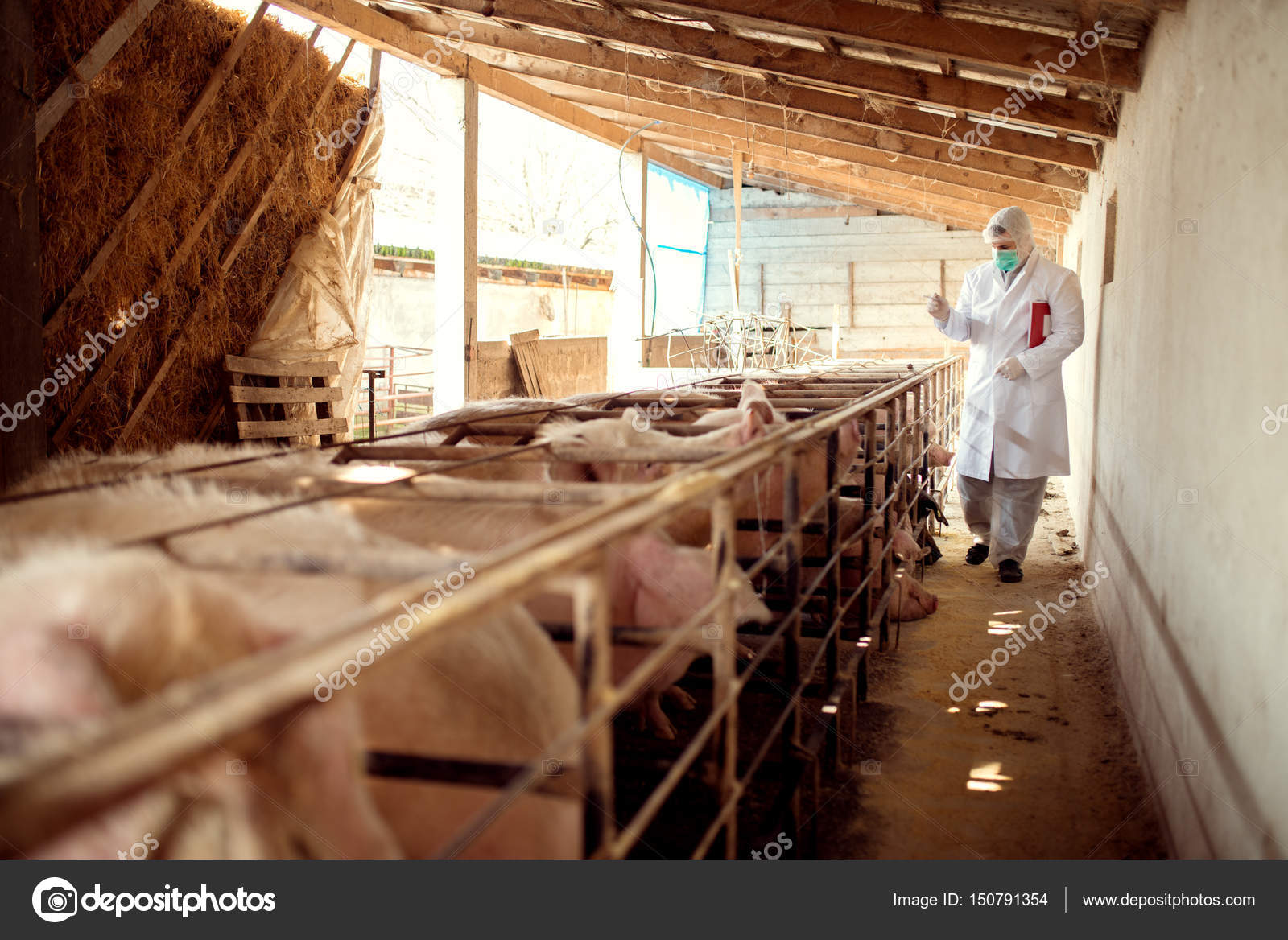 Veterinarian examining pig farm Stock Photo by ©dusanpetkovic 150791354