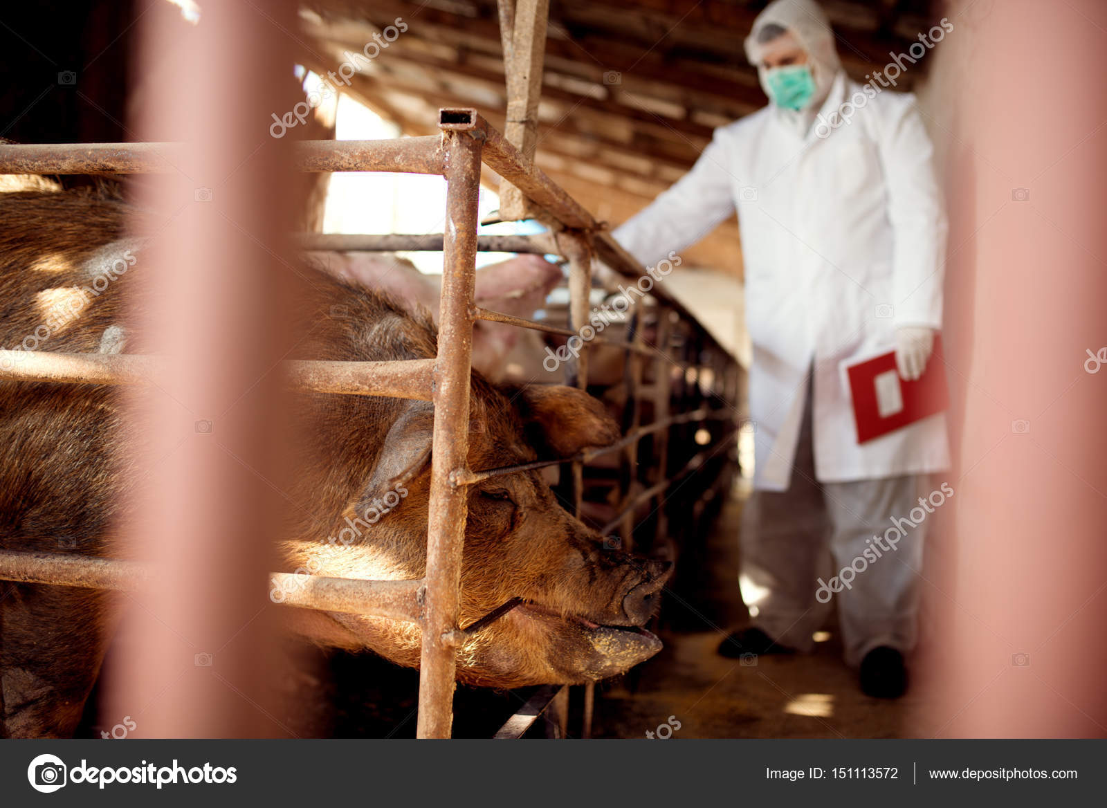 Veterinarian examining pig farm Stock Photo by ©dusanpetkovic 151113572