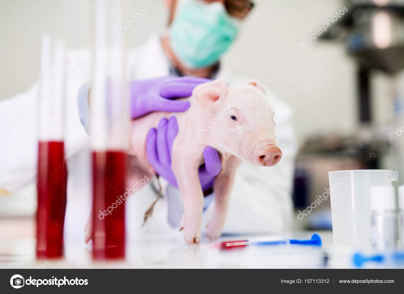 Pig examination at laboratory Stock Photo by ©dusanpetkovic 157113312