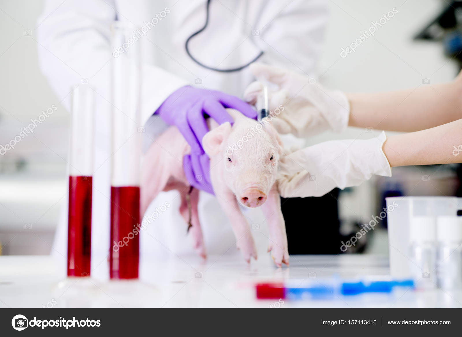 Pig examination at laboratory Stock Photo by ©dusanpetkovic 157113416