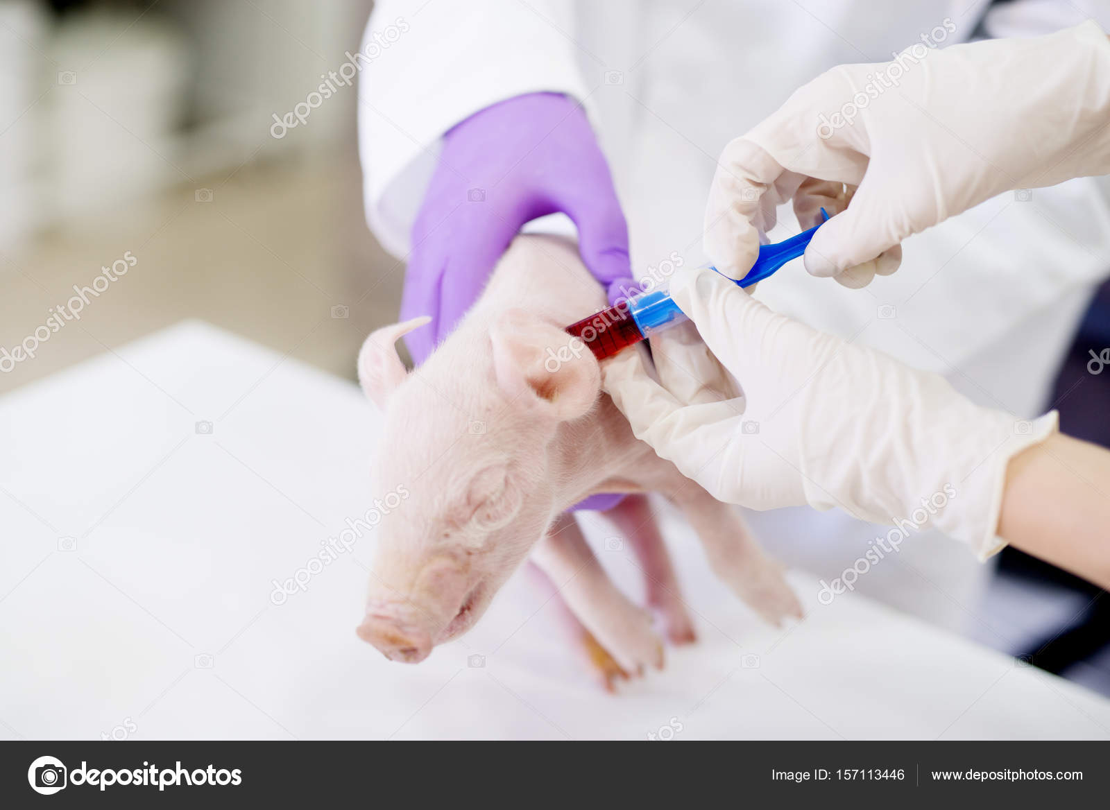 Pig examination at laboratory Stock Photo by ©dusanpetkovic 157113446