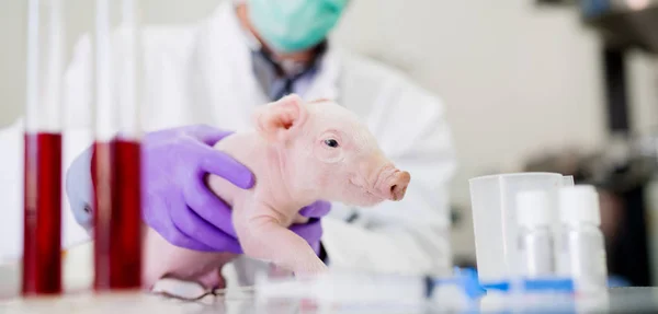 Pig examination at laboratory Stock Photo by ©dusanpetkovic 157113416