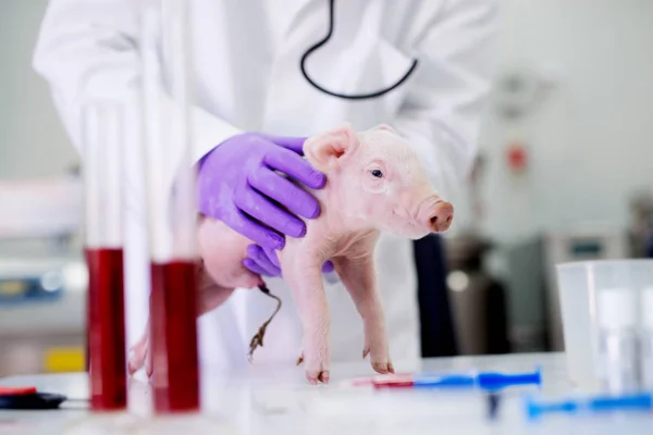 Pig examination at laboratory Stock Photo by ©dusanpetkovic 157113312