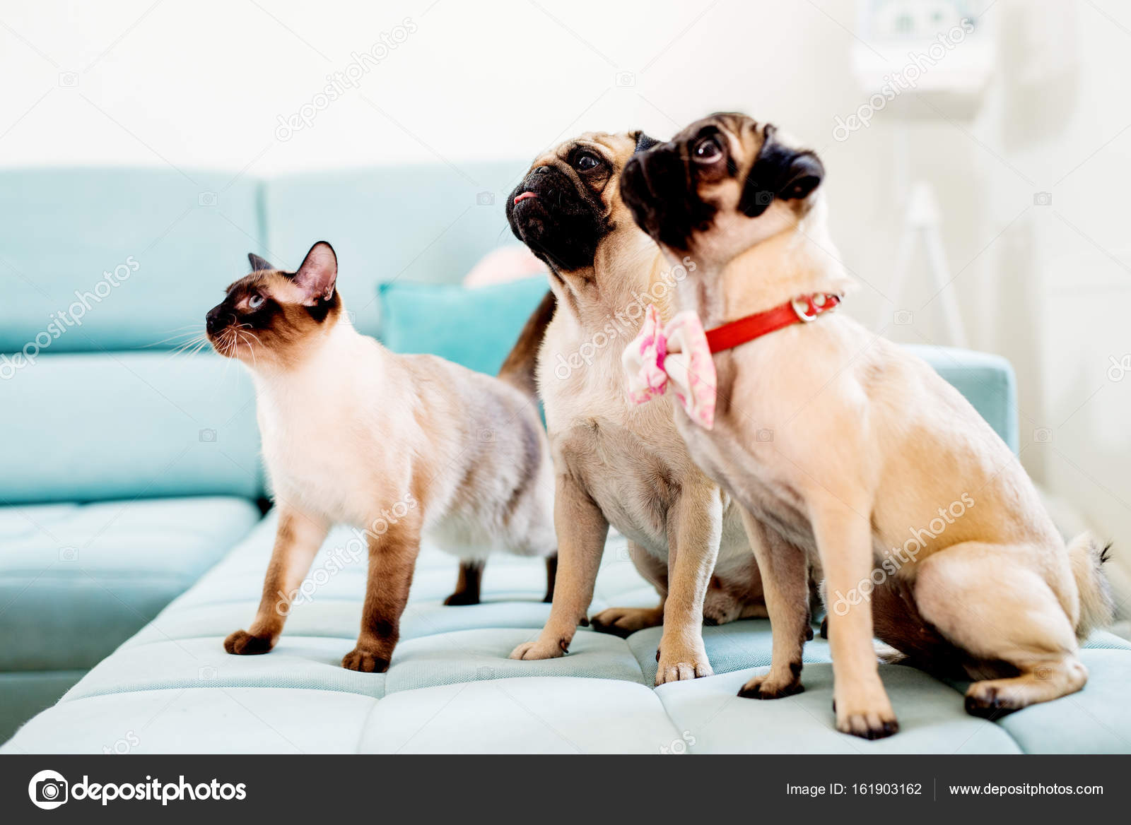 Pugs and siamese cat sitting on sofa Stock Photo by ©dusanpetkovic ...
