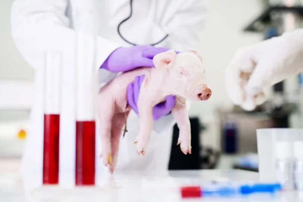 Pig examination at laboratory Stock Photo by ©dusanpetkovic 157113416