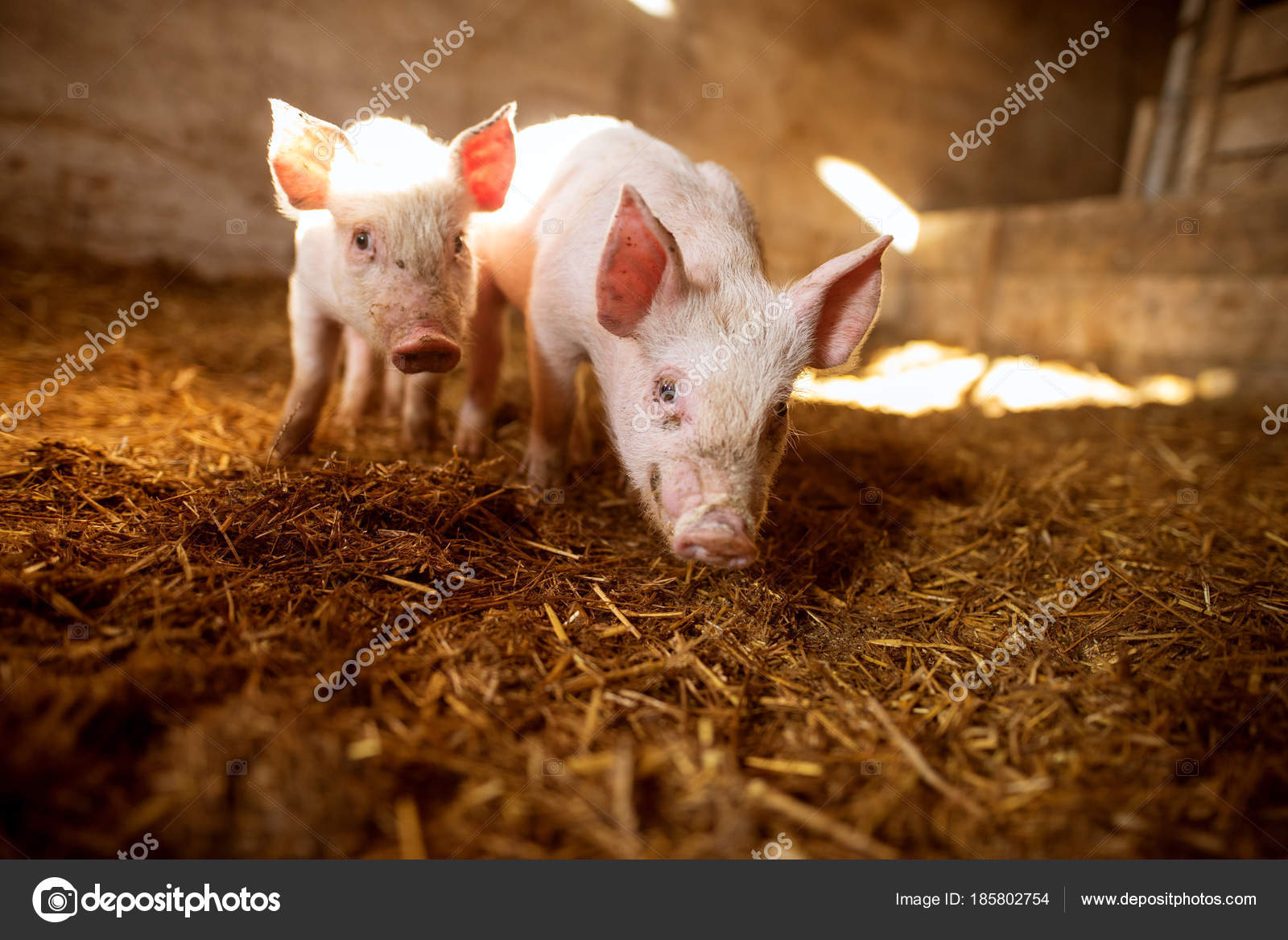 Closeup Cute Small Piglets Eating Pigsty — Stock Photo © dusanpetkovic ...