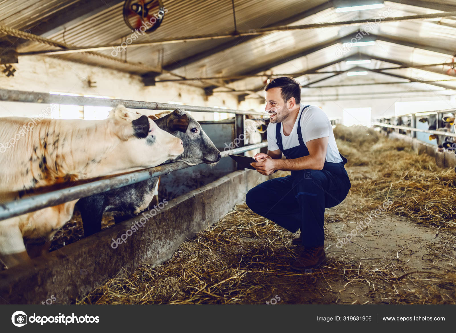 Handsome Caucasian Farmer Overall Crouching Next Calf Using Tablet ...