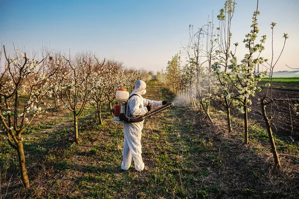 Fruit grower in protective suit and mask walking trough orchard with ...