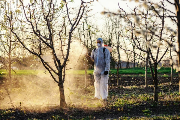 Fruit grower in protective suit and mask walking trough orchard with ...
