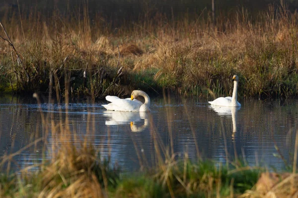 Гуси и лебеди Stockfotografier, royaltyfria Гуси и лебеди bilder ...