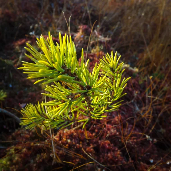Scots pine tree Stock Photos, Royalty Free Scots pine tree Images ...