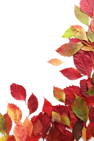 Autumn Fall Leaves Border — Stock Photo © Irisangel #2143753