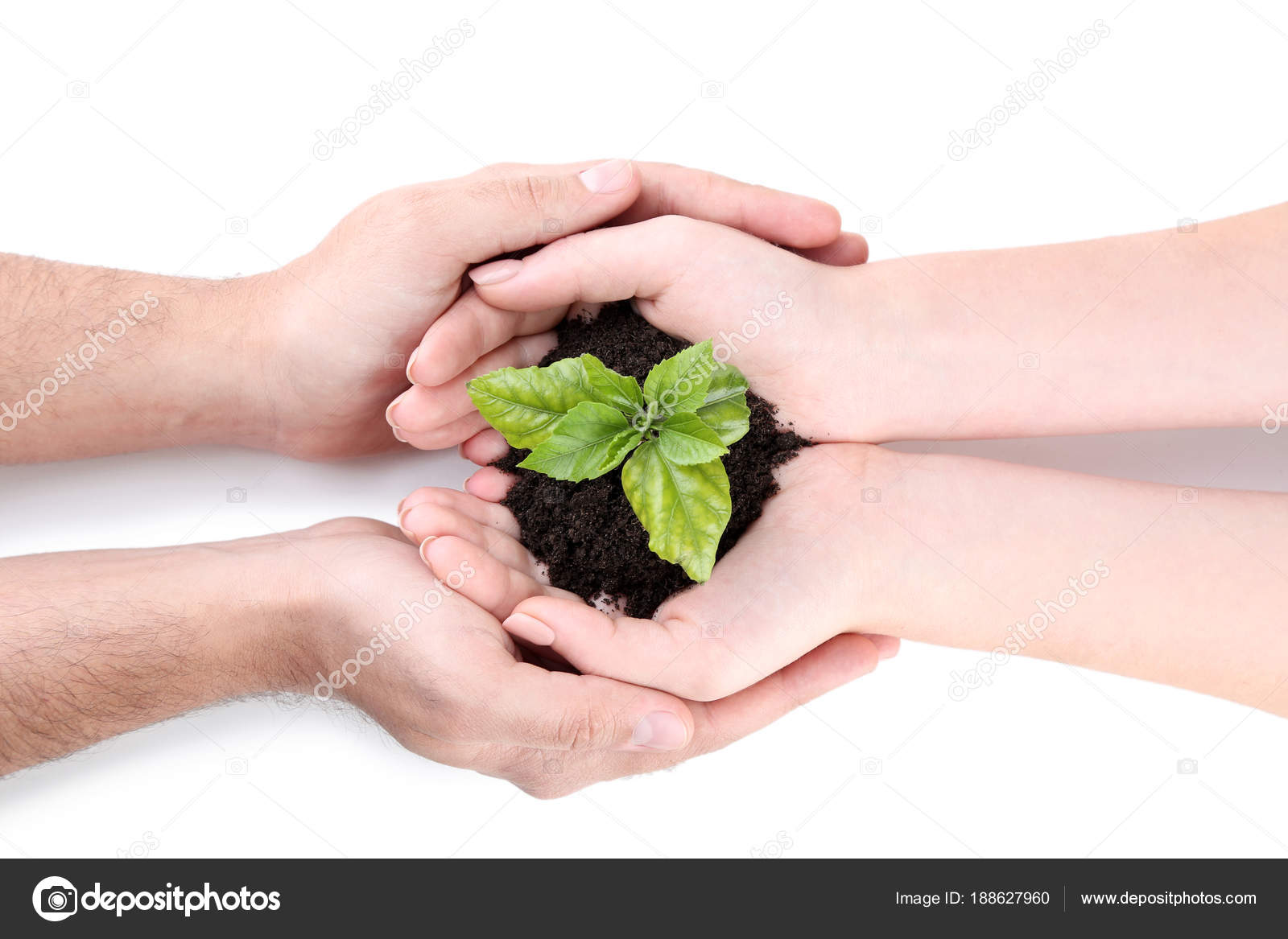 Hands Holding Young Plant White Background — Stock Photo © 5seconds ...