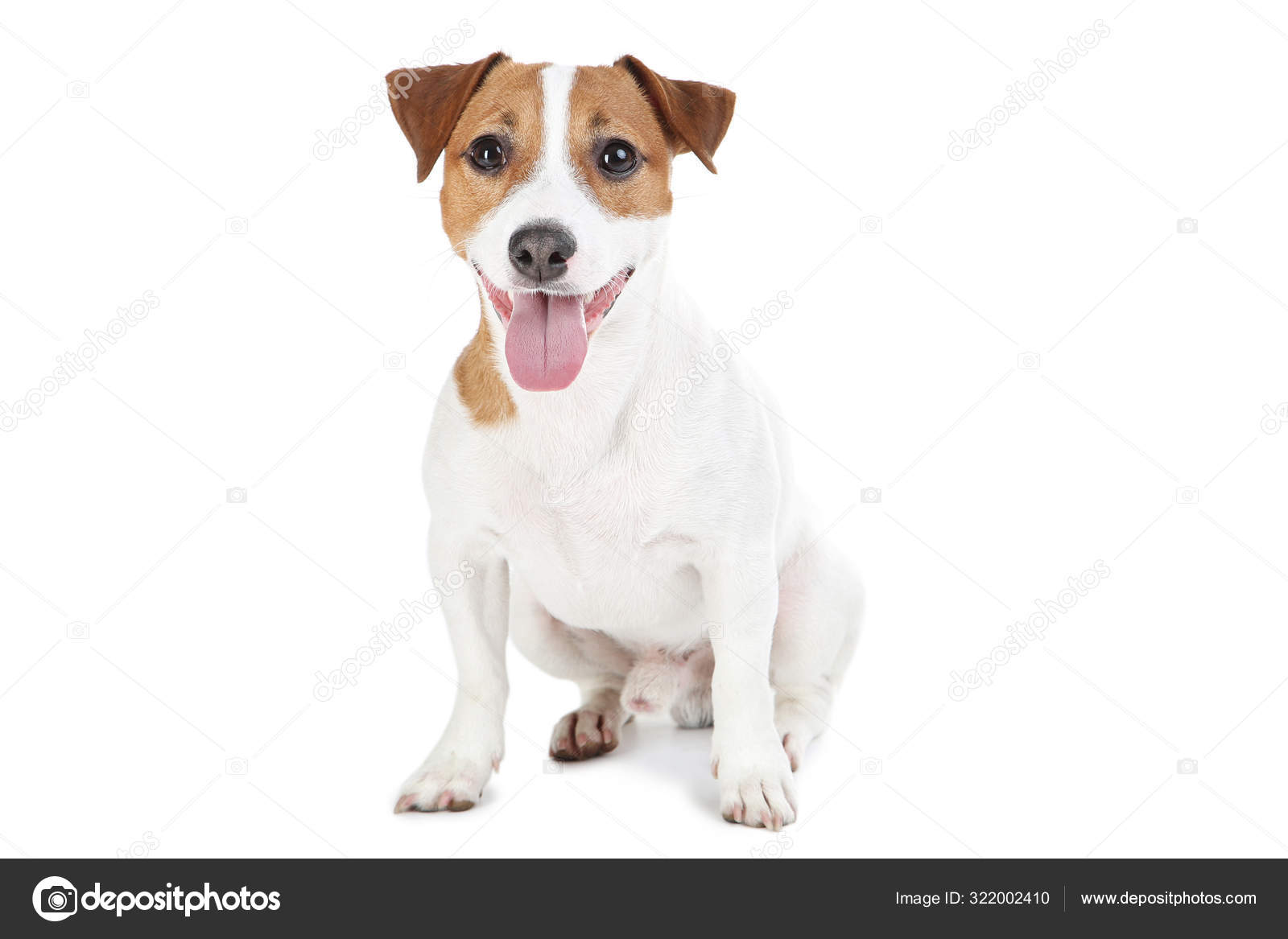 Beautiful Jack Russell Terrier dog isolated on white background — Stock ...