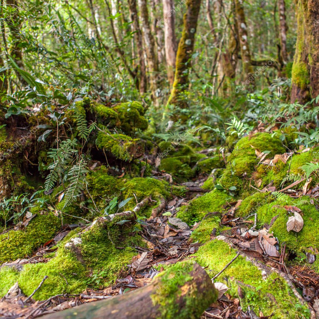 Selva salvaje al aire libre sendero Bosque tropical paisaje con verde ...