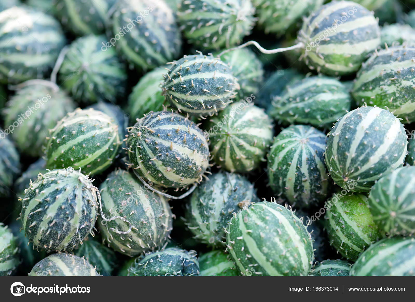 Exotic Cucumis Anguria Cackrey Maroon Cucumber West Indian Gherkin ...