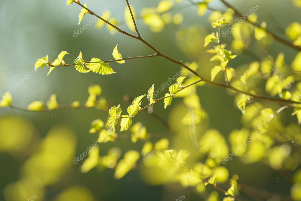 Hoja y brote de árbol joven. Nuevo follaje primaveral que aparece en ... Hoja y brote de árbol joven. Nuevo follaje primaveral que aparece en ...