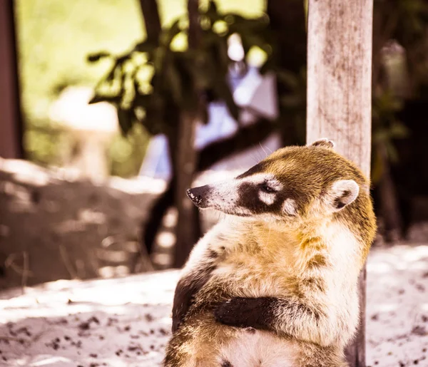 Mapache mexicana fotos de stock, imágenes de Mapache mexicana sin ...