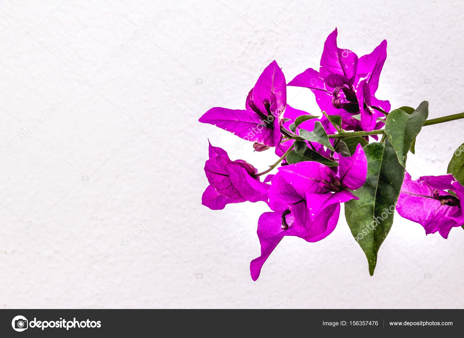 Bugambilia flower close up Stock Photo by ©bernardojbp 156357476