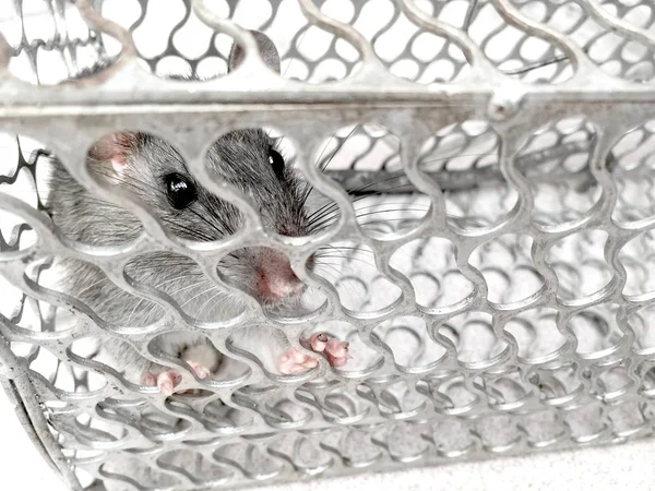 Mouse in a cage Stock Photos, Royalty Free Mouse in a cage Images ...