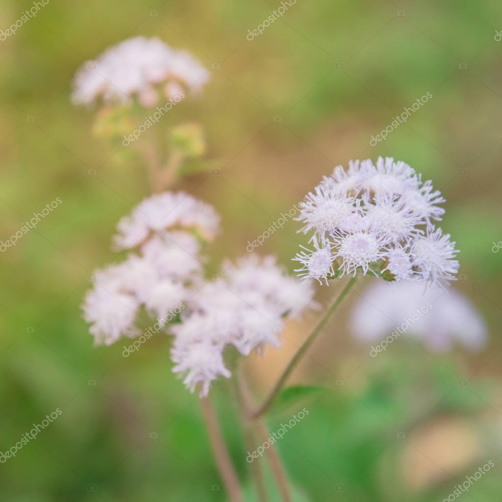 Bush de flor Ageratum conyzoides florecen en la zona rural de Vietnam ...