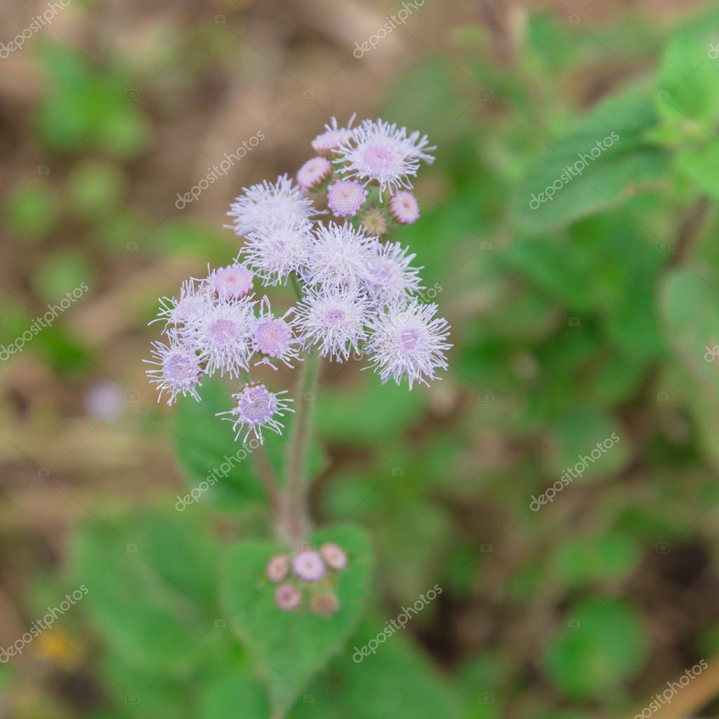 Bush de flor Ageratum conyzoides florecen en la zona rural de Vietnam ...
