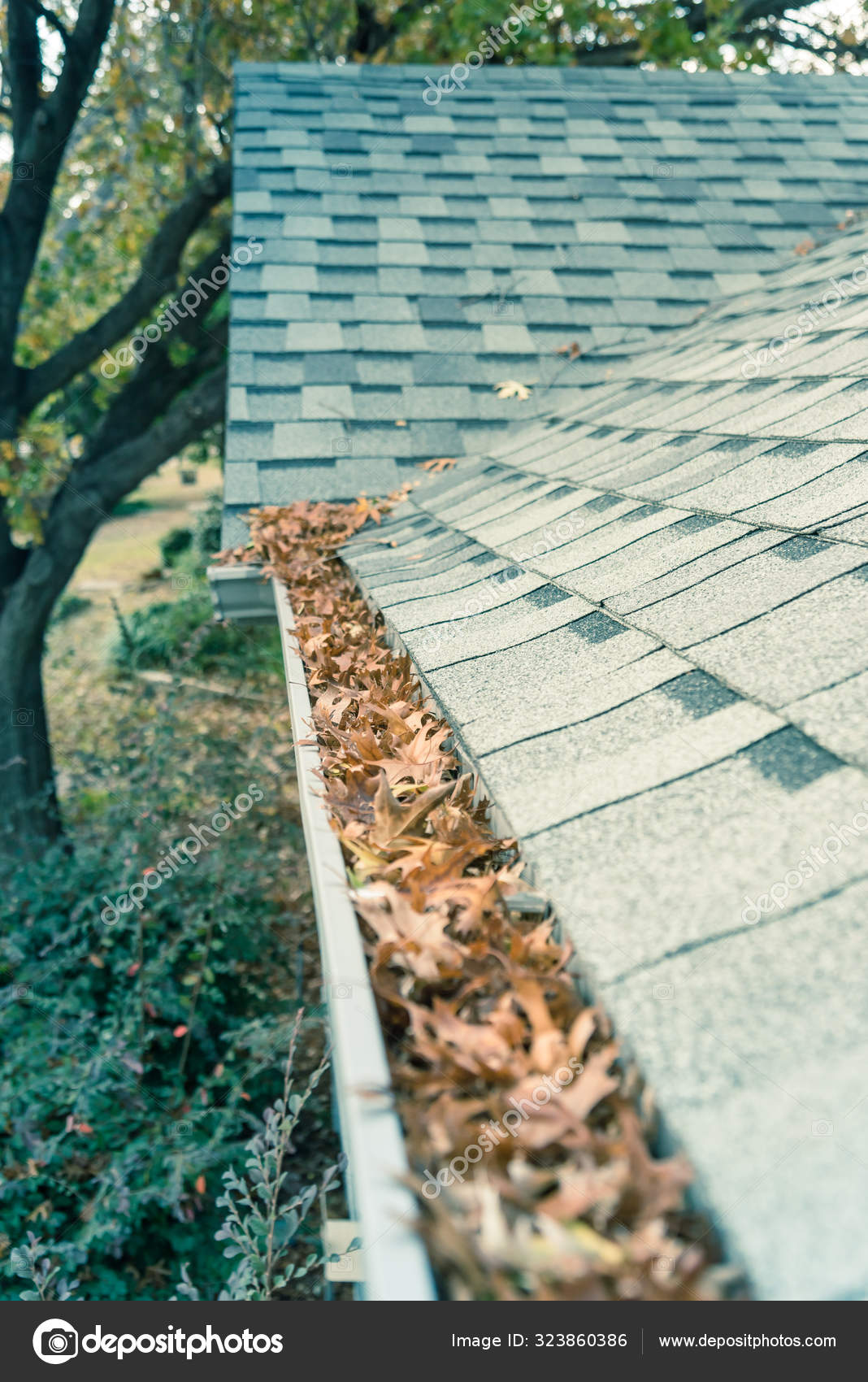 Front Yard Clogged Gutter Roof Shingles Residential House Full Dried ...