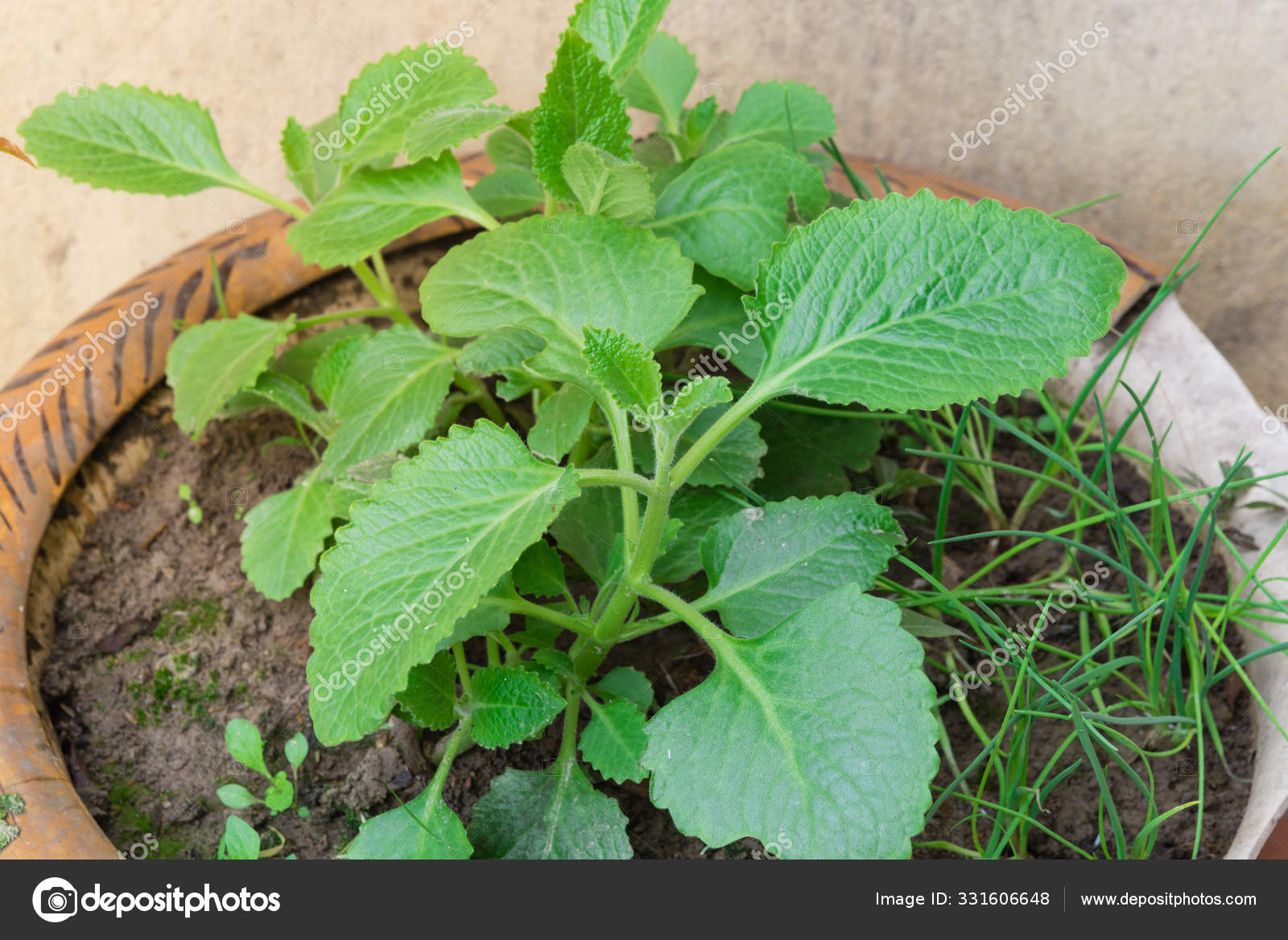 Mexican Mint Plant