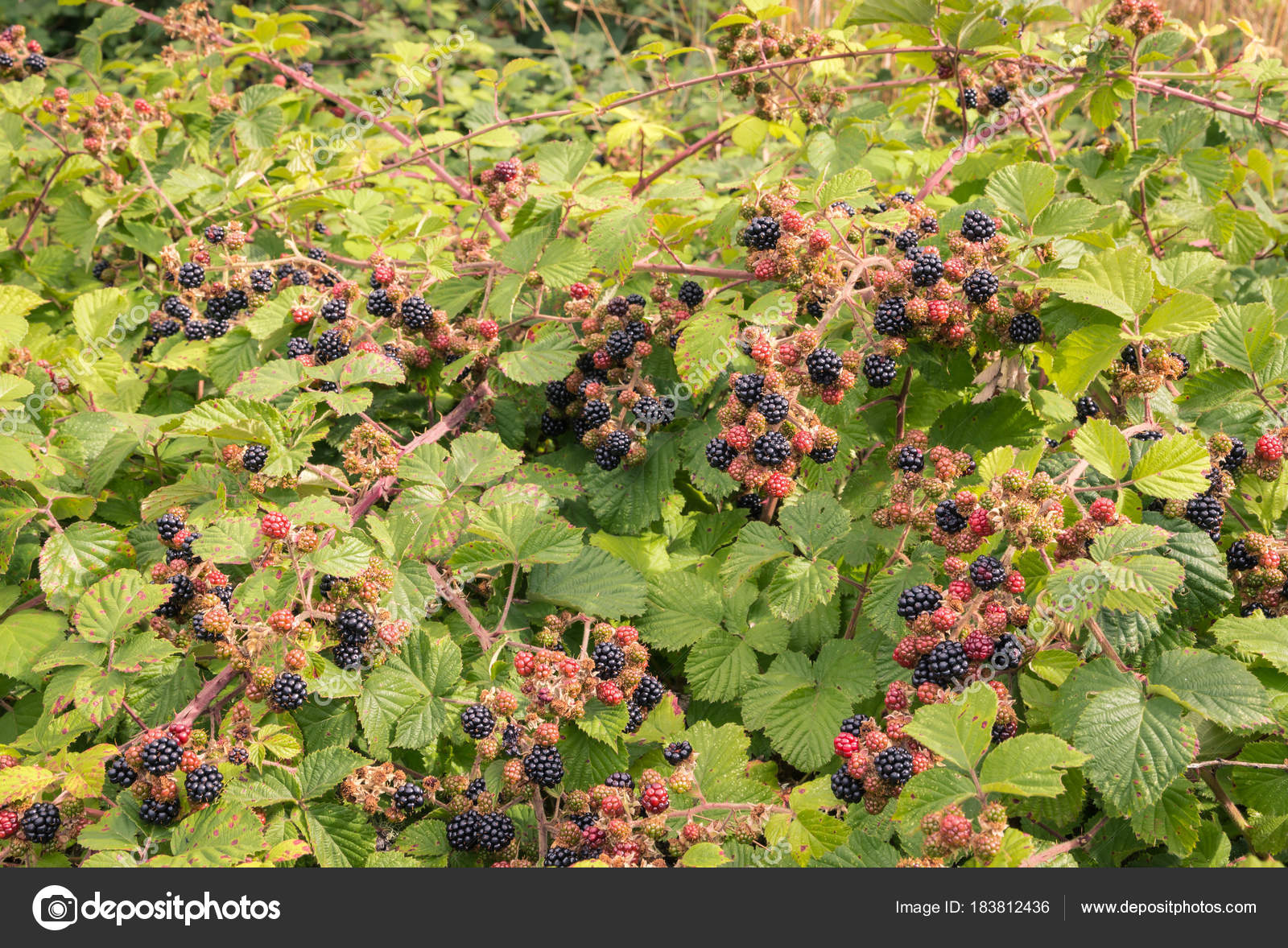 Wild Blackberry Plants