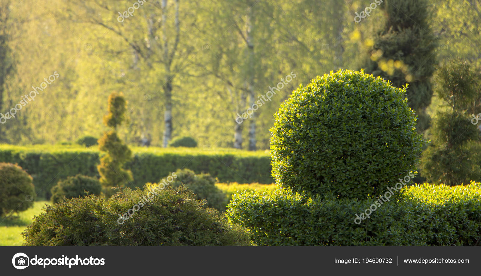 Wild Privet Ligustrum hedge nature texture A sample of topiary art ...