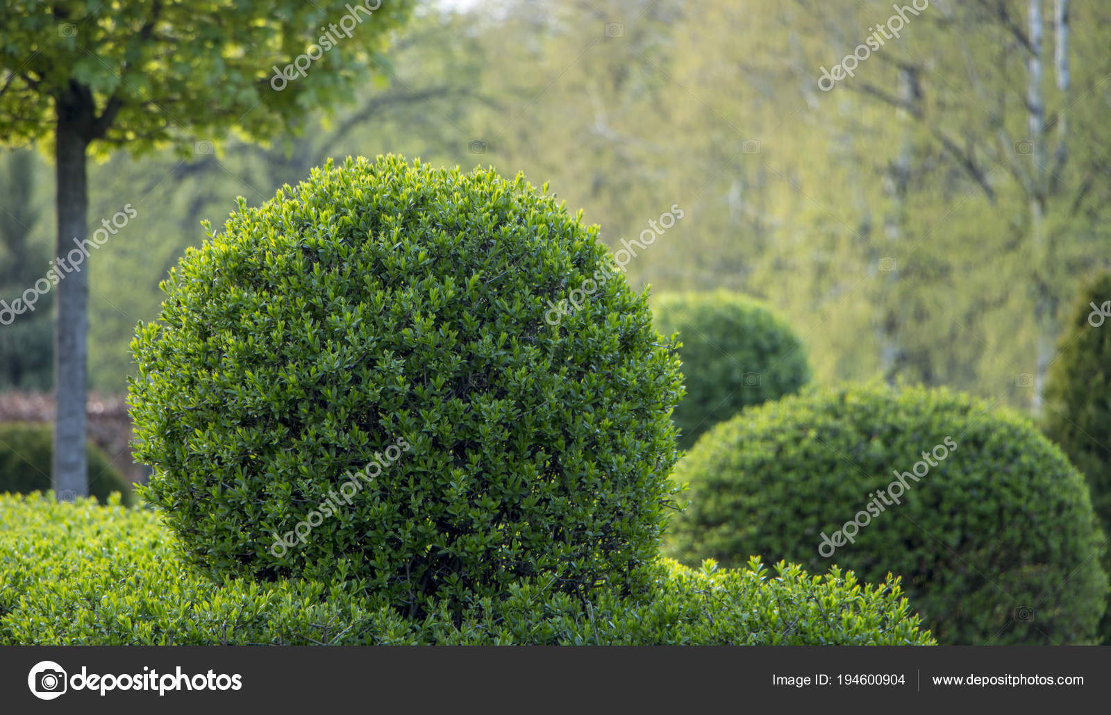 Liguster ligustrum hecke natur textur ein beispiel topiary art ...