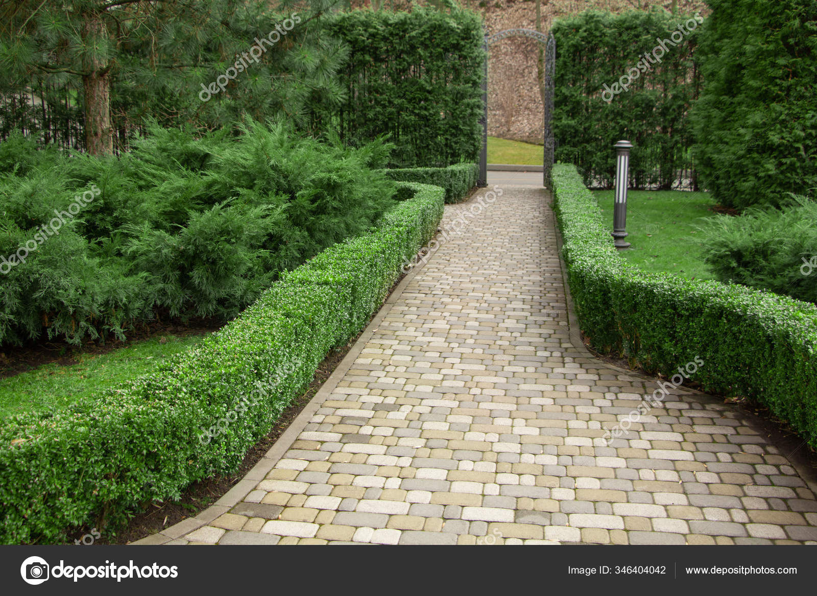 Buxus Sempervirens Topiary