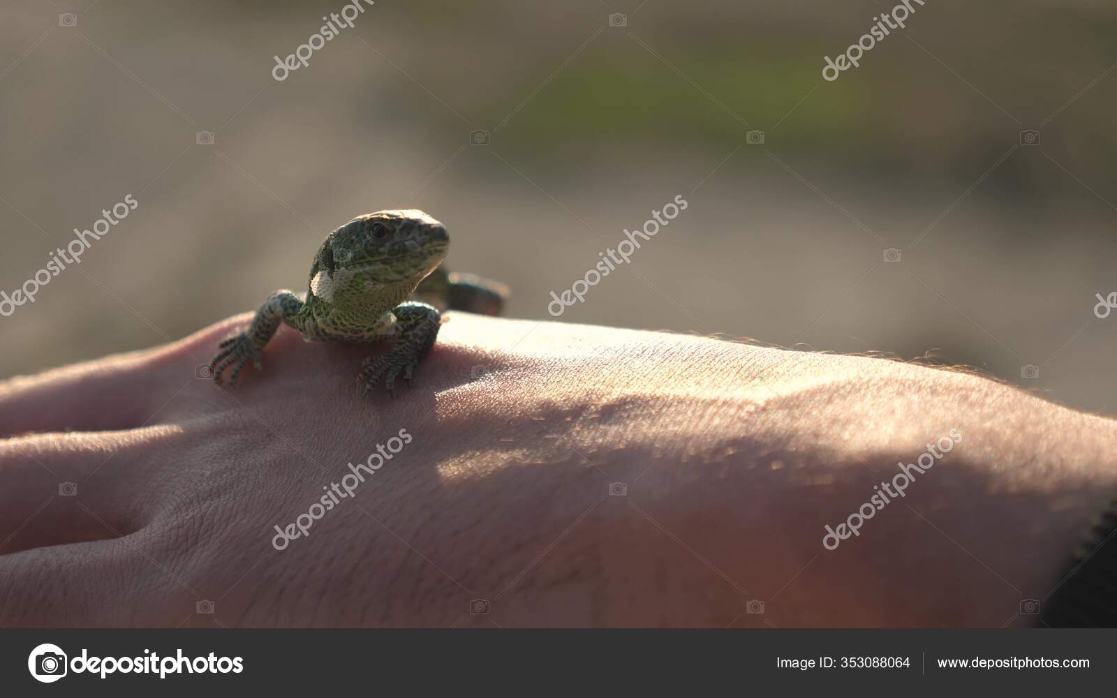 Cute lizard on human hands close-up. A small lizard on his arm. reptile ...