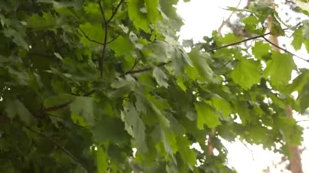 Spring maple. maple tree in the park. leaves on maple branches are ...