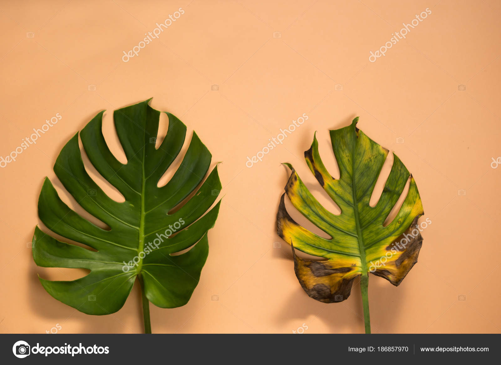 Monstera leaves being aged and dehydrated over time changing - aging ...