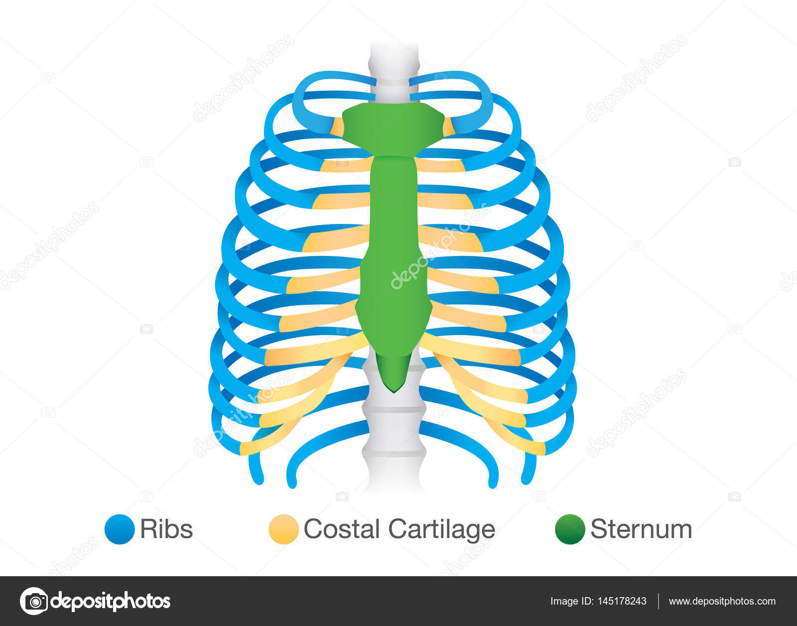 Overview of human rib structure. — Stock Vector © solar22 #145178243