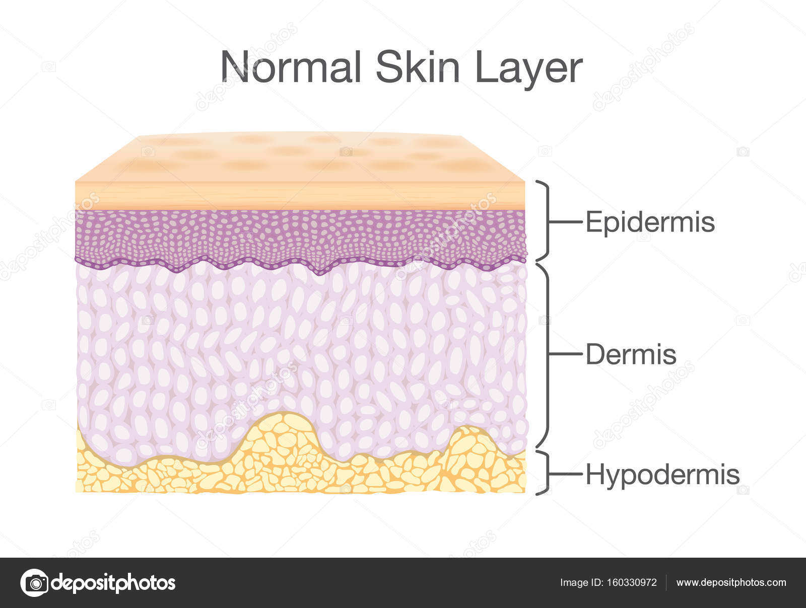 Components of human Skin layer in vector style. Stock Vector Image by ...