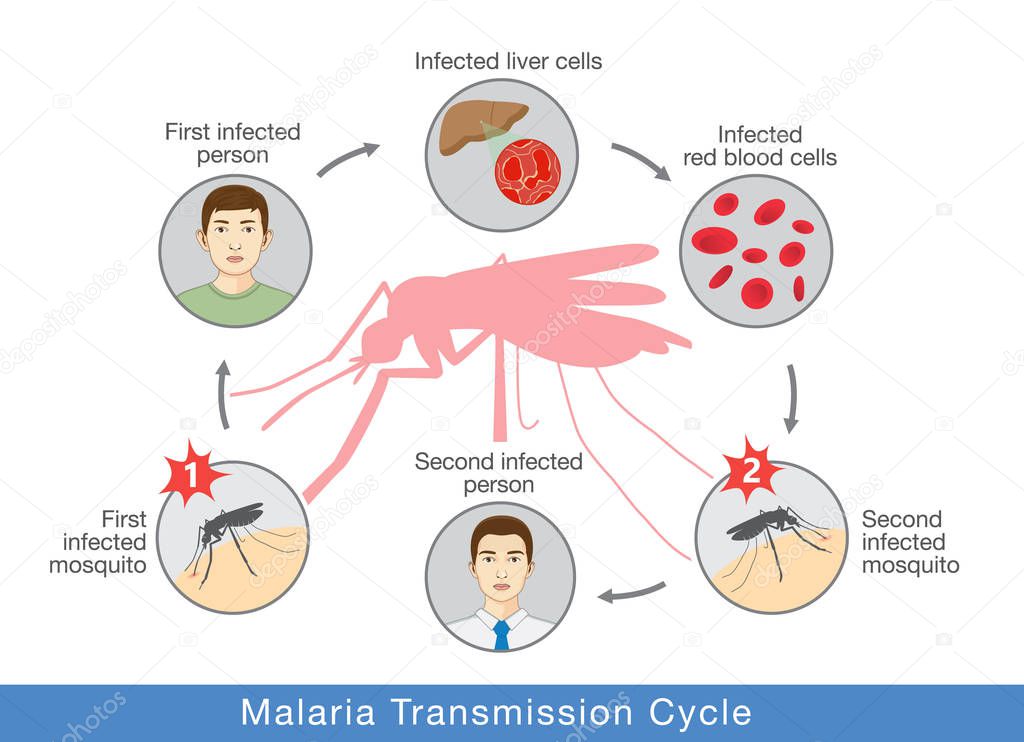 Ilustración que muestra el ciclo de transmisión de la malaria. 2025