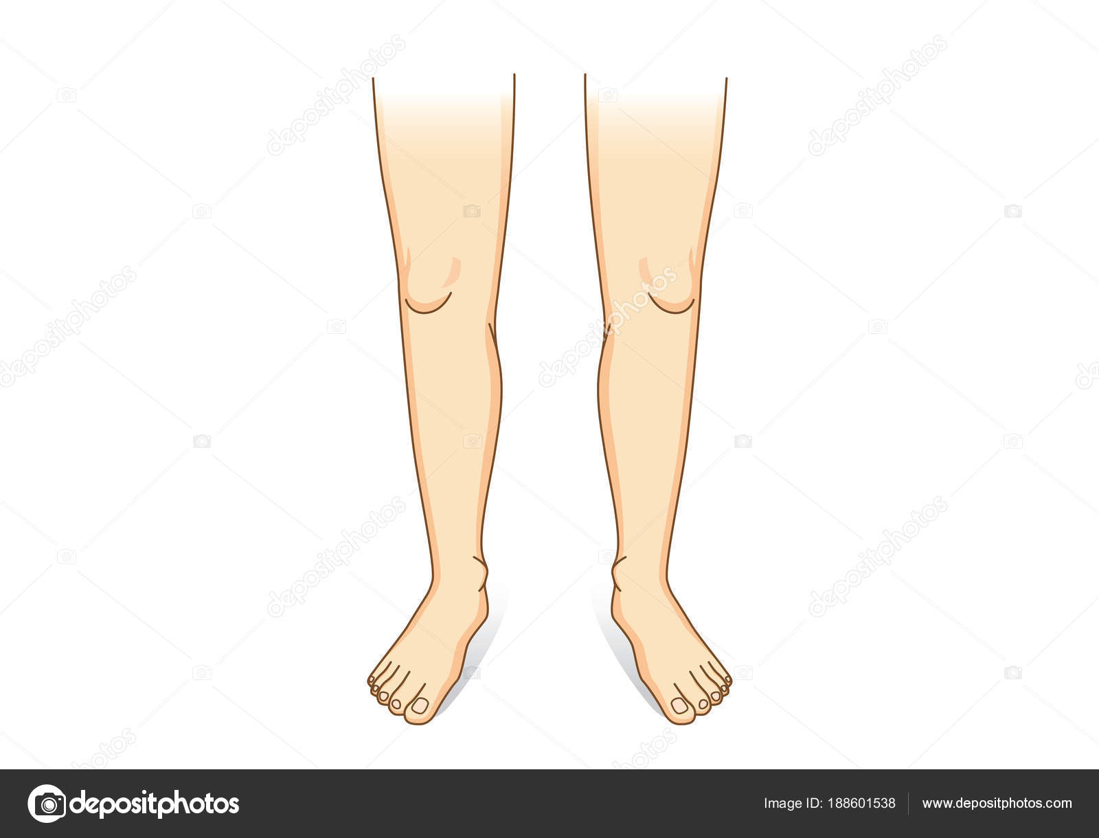 Human Leg Front View Human Leg | Psychology Wiki | Fandom