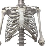 Thoracic spine, chest and ribs of bone with arms and shoulders isolated ...