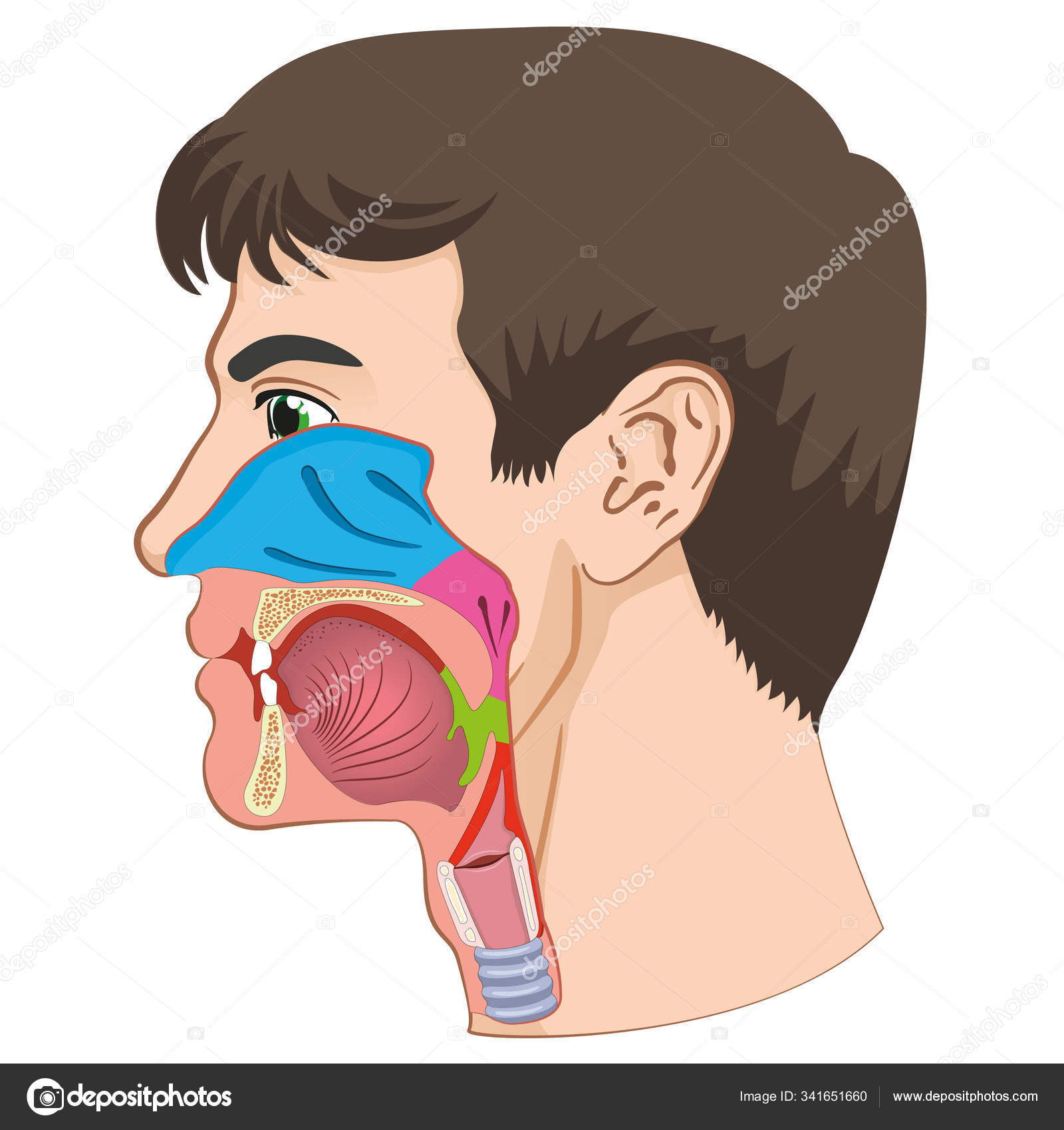 Anatomia Laringe Faringe Ilustração Anatomia Cabeça Humana Ideal Para ...