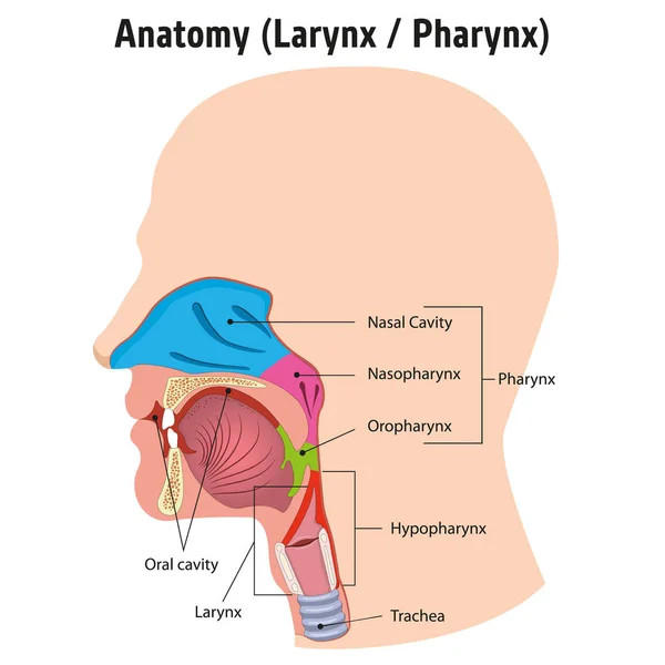 16,409,119 Pharynx anatomy Vector Images | Depositphotos