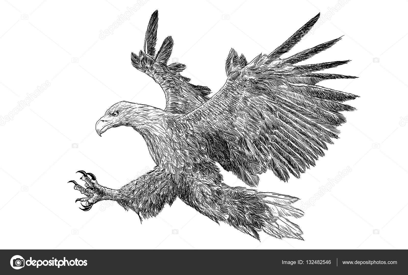 White tall eagle swoop hand draw monochrome. Stock Illustration by ...