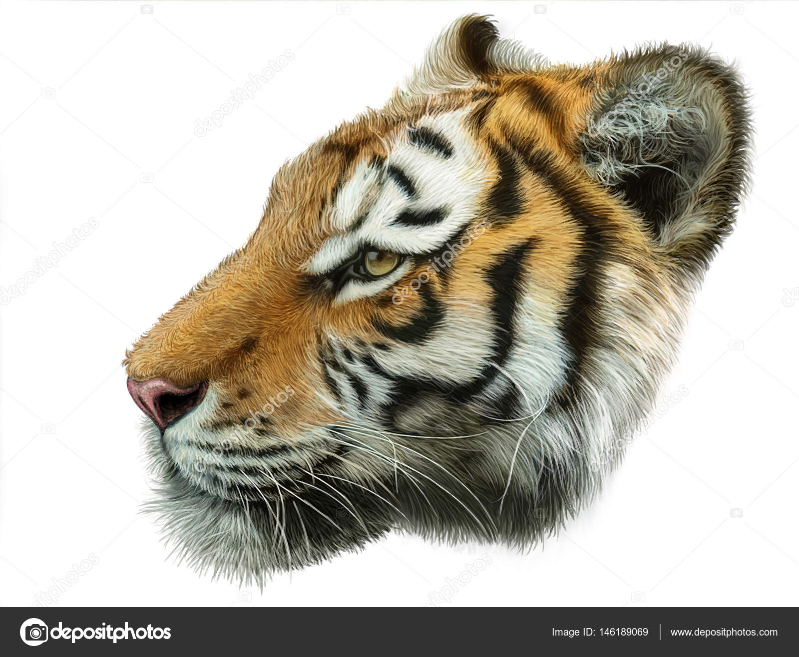 Tiger Side View Drawing